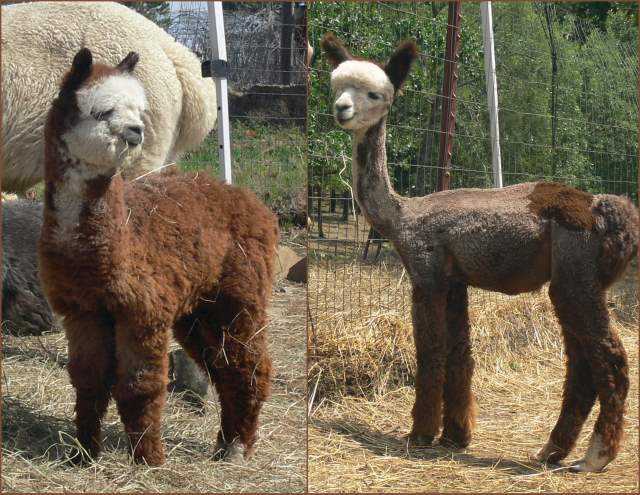 Spring Shearing – Alpaca Blog