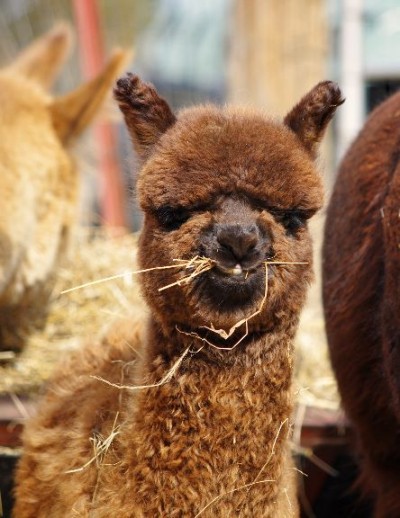 Happy Thanksgiving – Alpaca Blog